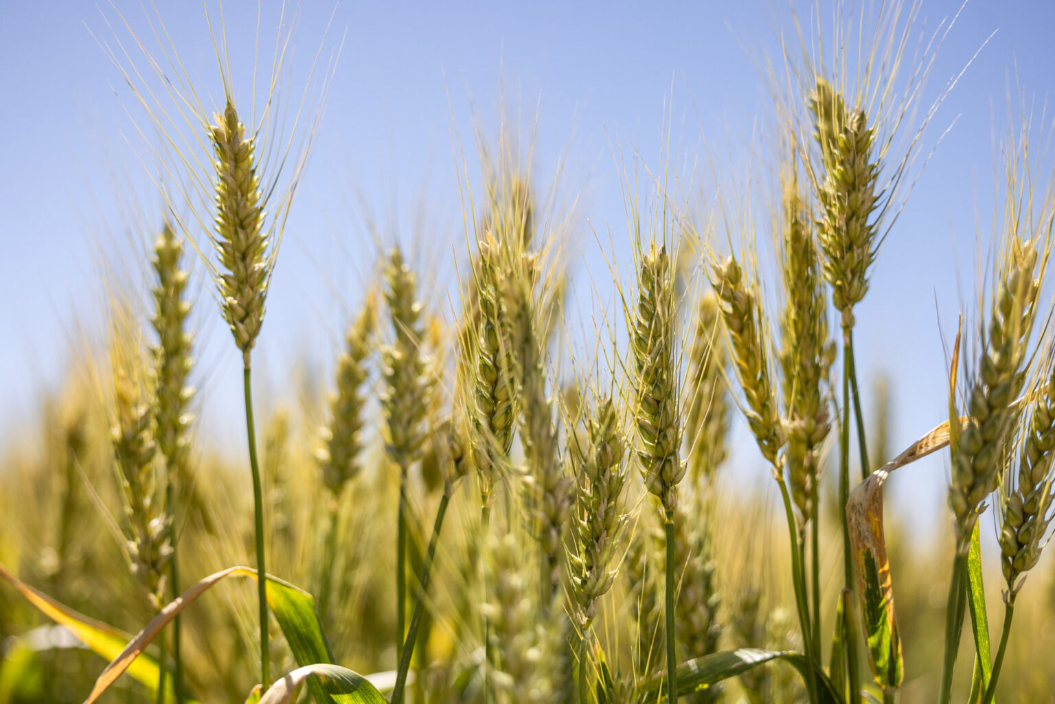 Homepage - GDM Seeds